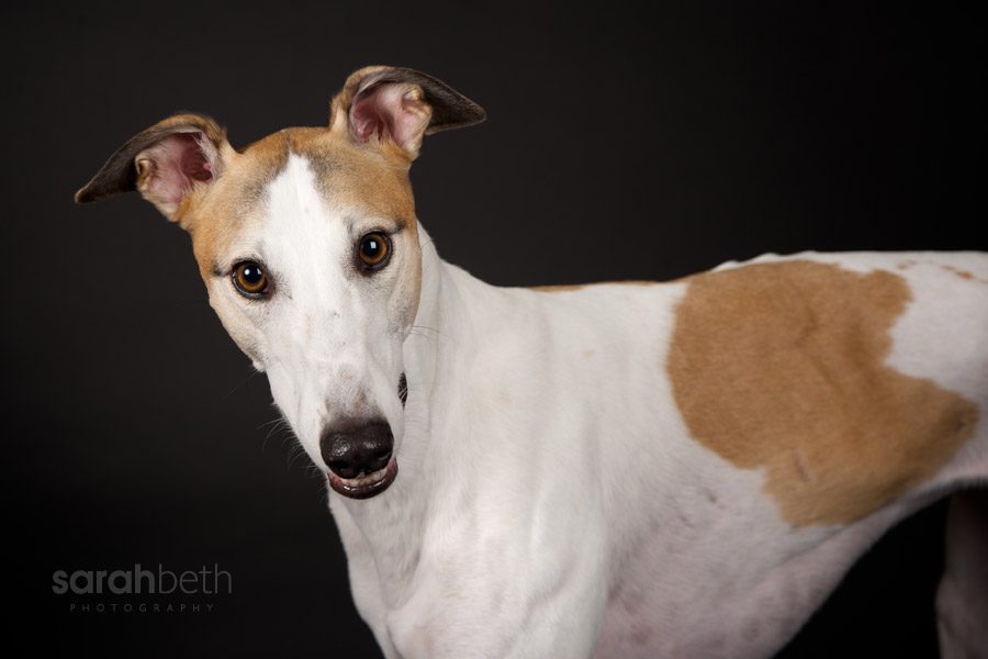 lovey :: greyhound - Sarah Beth Photography - Minneapolis St. Paul Pet ...
