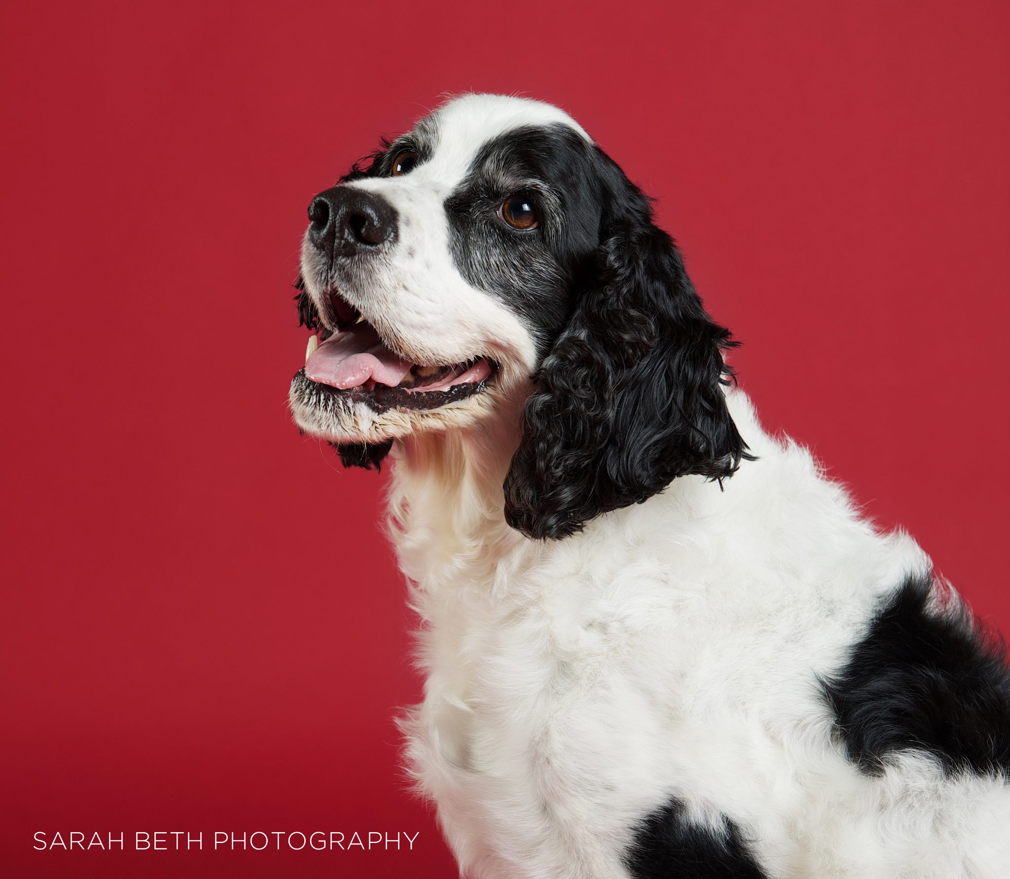 English Springer Spaniels :: October Rescue of the Month - Sarah Beth ...