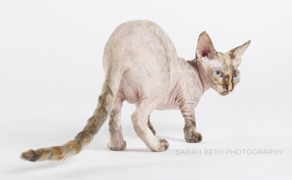 astarte :: minneapolis sphynx cat photography - Sarah Beth Photography ...