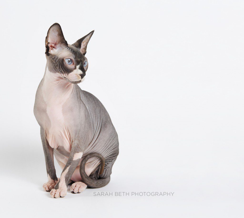 Sphynx Cat :: Minneapolis Pet Photography - Sarah Beth Photography ...