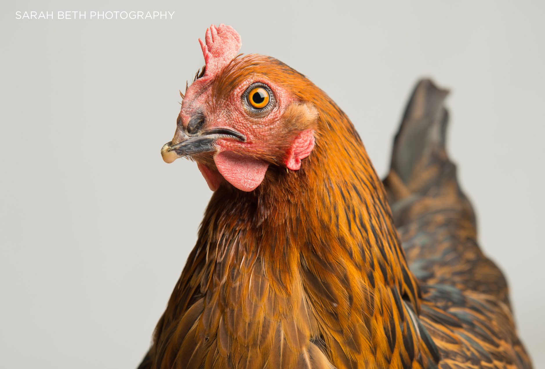 eddie-chickenrun - Sarah Beth Photography - Minneapolis St. Paul Pet ...