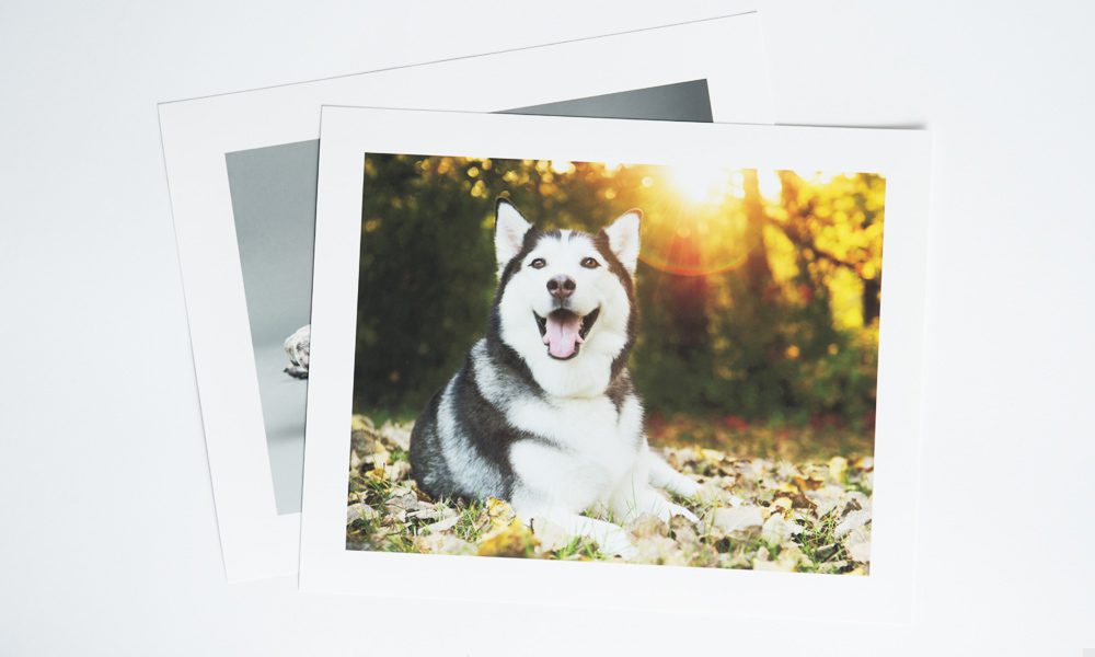 FineArtPrintB - Sarah Beth Photography - Minneapolis St. Paul Pet Portraits