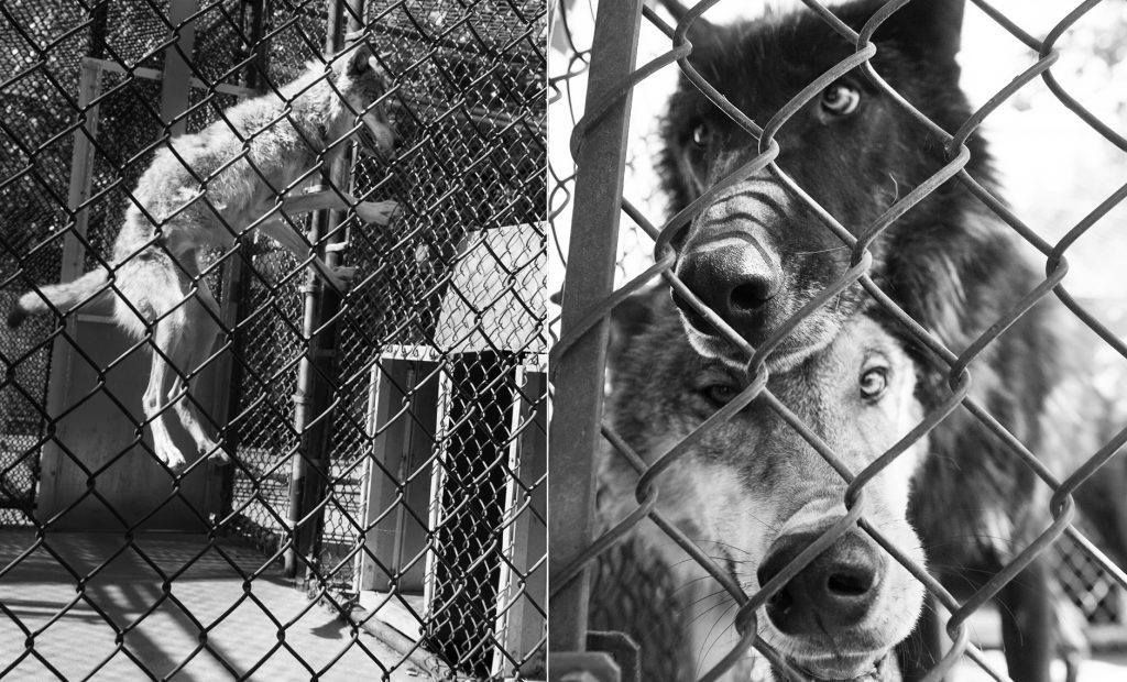 Rescue of the Month: Orphaned Wolves at the Minnesota Zoo - Sarah Beth ...