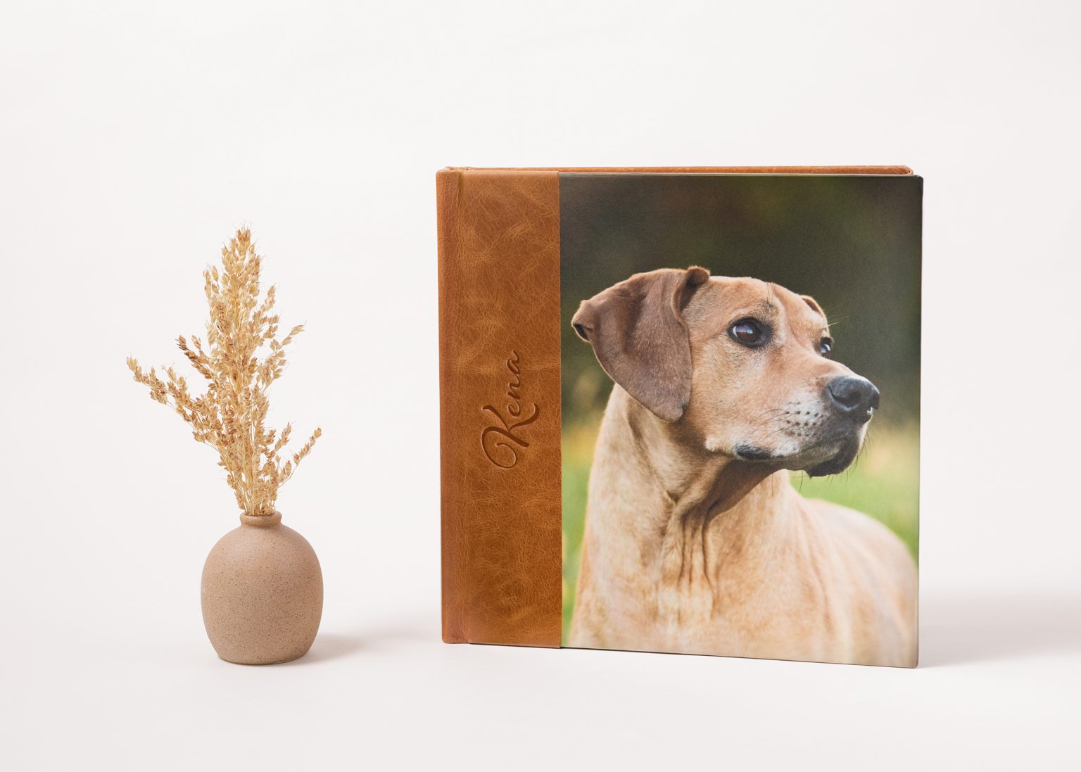 - Sarah Beth Photography - Minneapolis St. Paul Pet Portraits