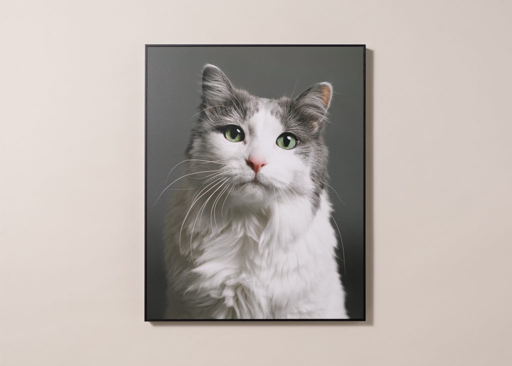 - Sarah Beth Photography - Minneapolis St. Paul Pet Portraits