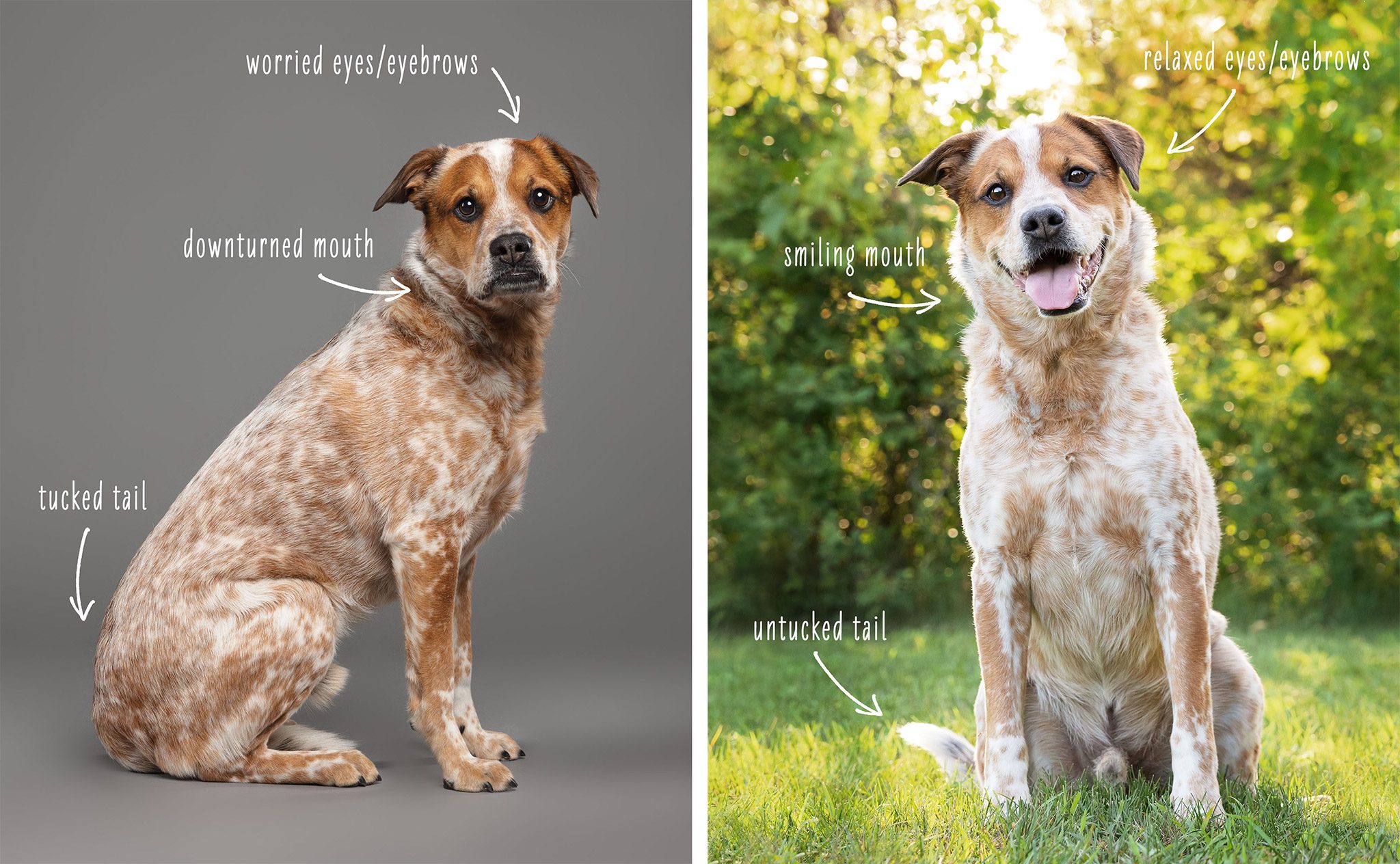 Is a studio session or an outdoor session best for your pet? - Sarah ...